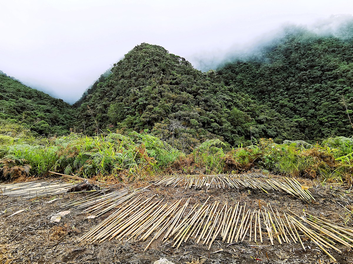 A Trip to the Zongo Valley – The Musical Bamboos of the Bolivian Andes
